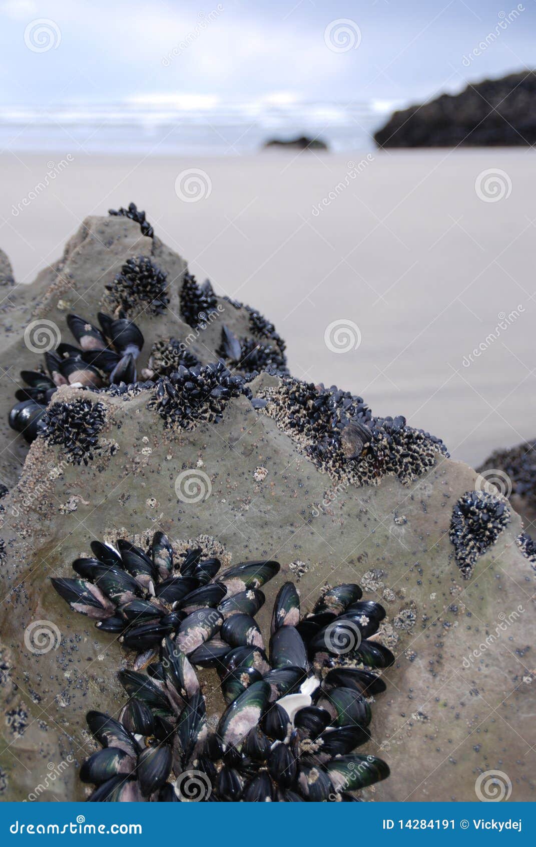 Mussels on rock stock image. Image of sharp, lonliness - 14284191