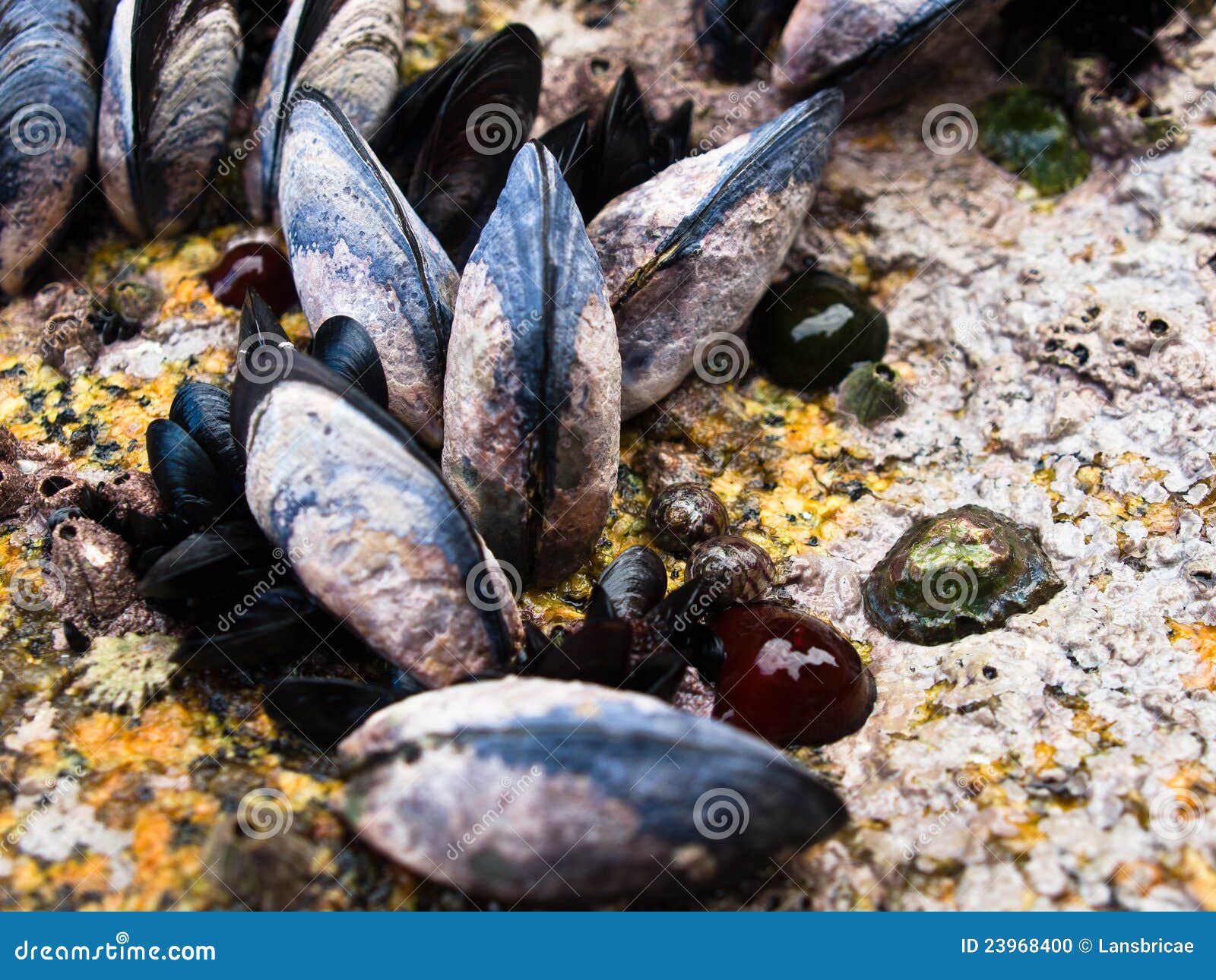 Mussels on rock stock photo. Image of cuisine, moss, ingredient - 23968400