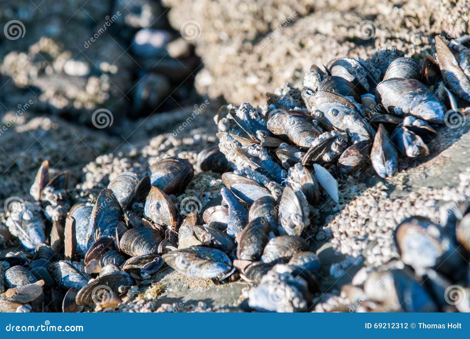 Mussels on a rock stock photo. Image of seafood, space - 69212312