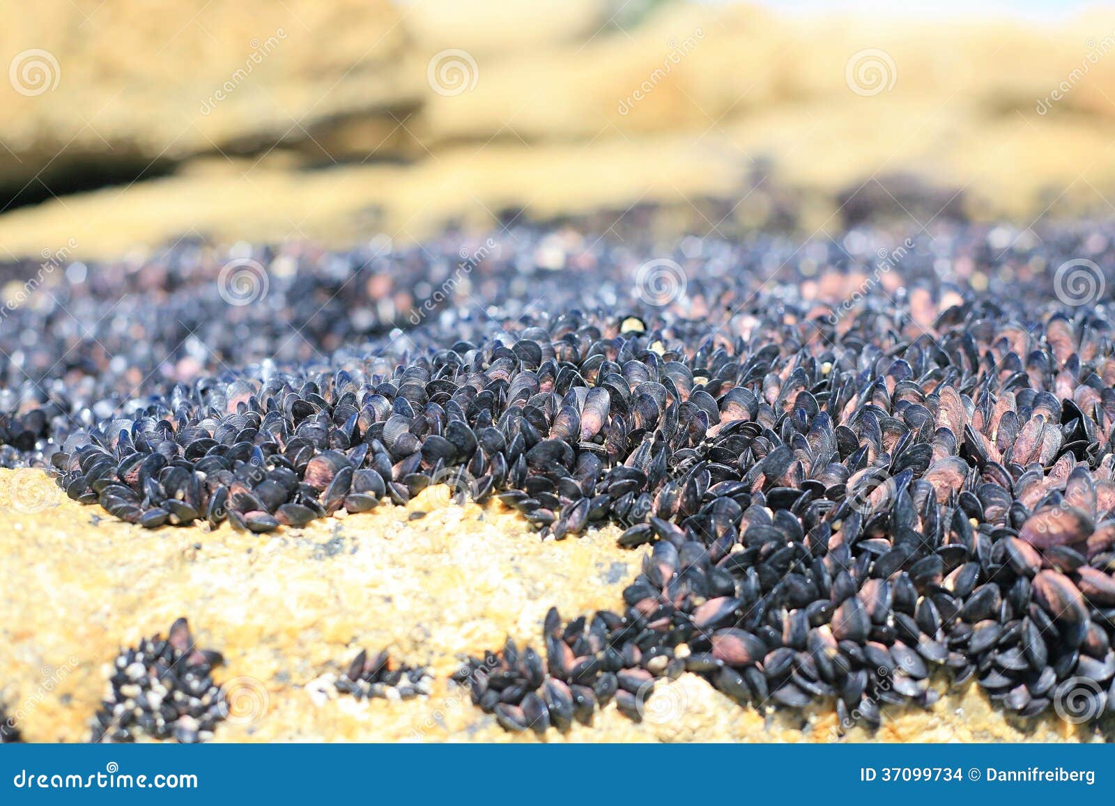 Mussels on a Rock stock photo. Image of shells, rock - 37099734