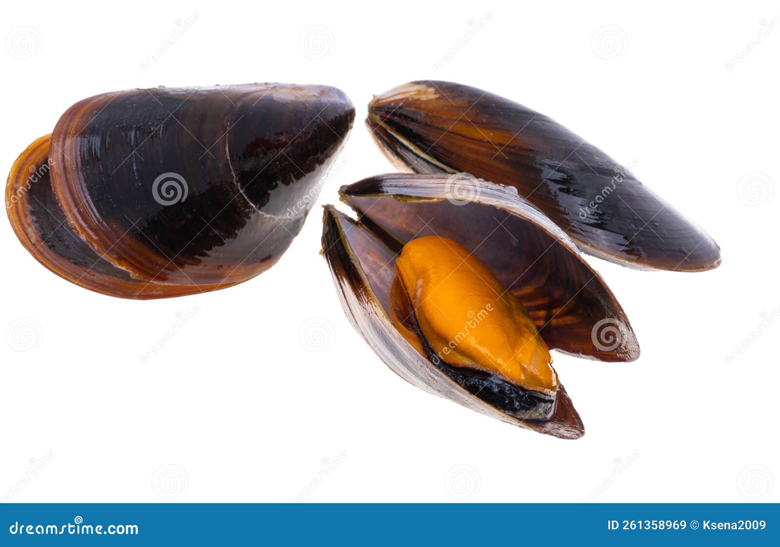 Mussels in shell isolated stock image. Image of macro - 261358969