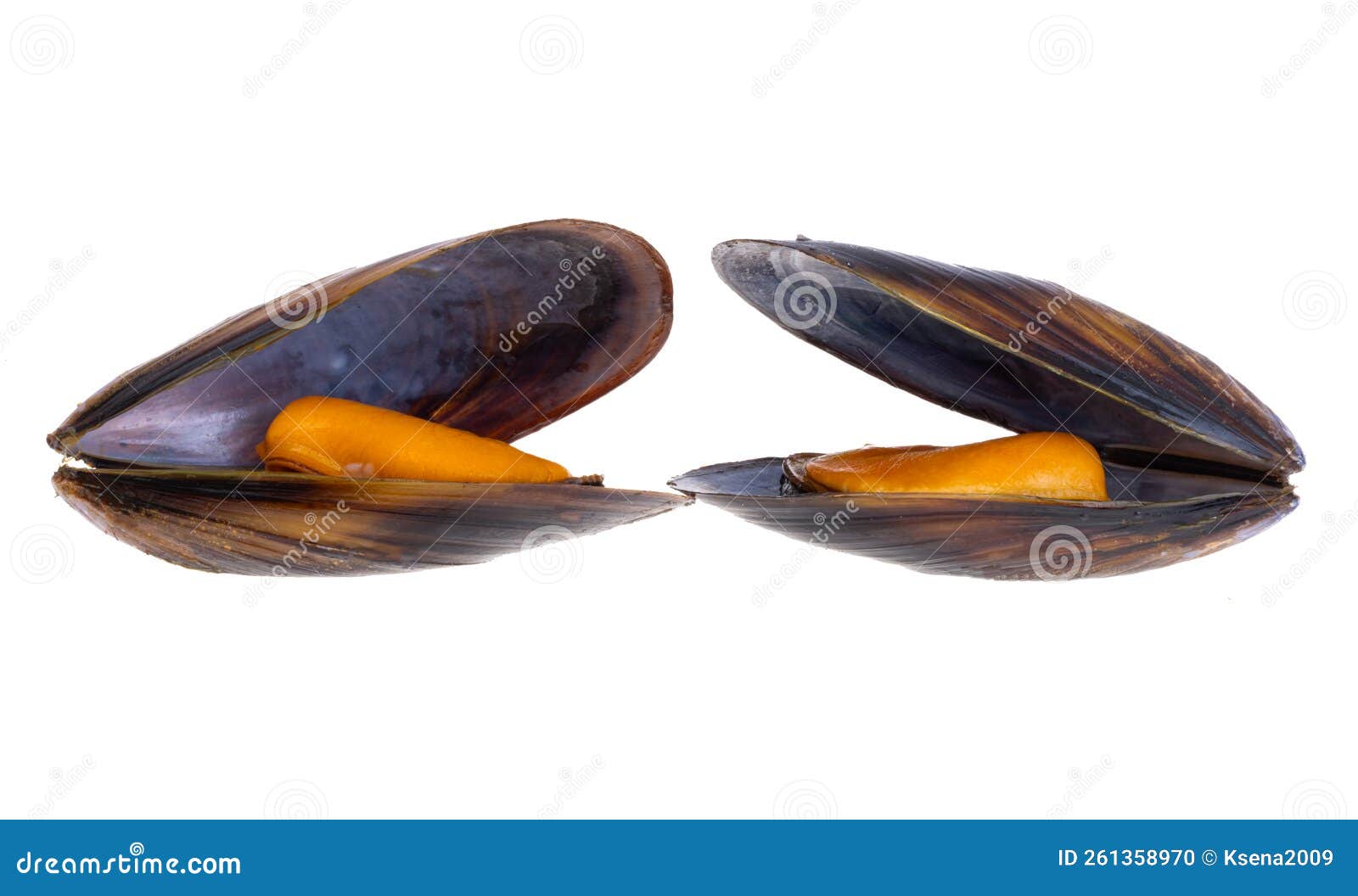 Mussels in shell isolated stock photo. Image of seafood - 261358970
