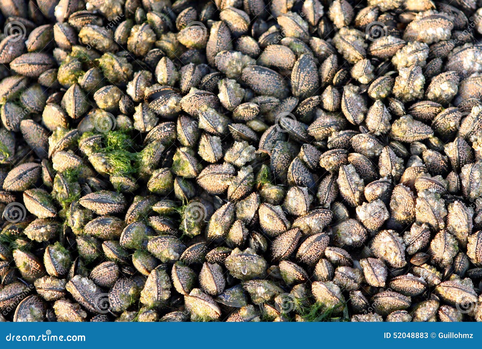 Mussels shell stock image. Image of ocean, food, oyster - 52048883