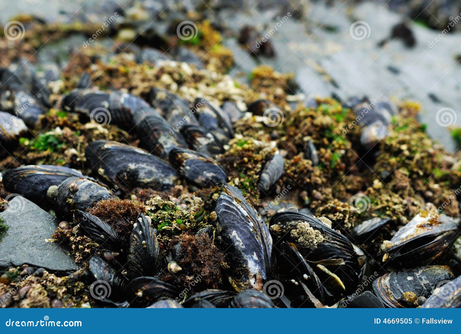Mussels on shore stock image. Image of seaside, pacific - 4669505