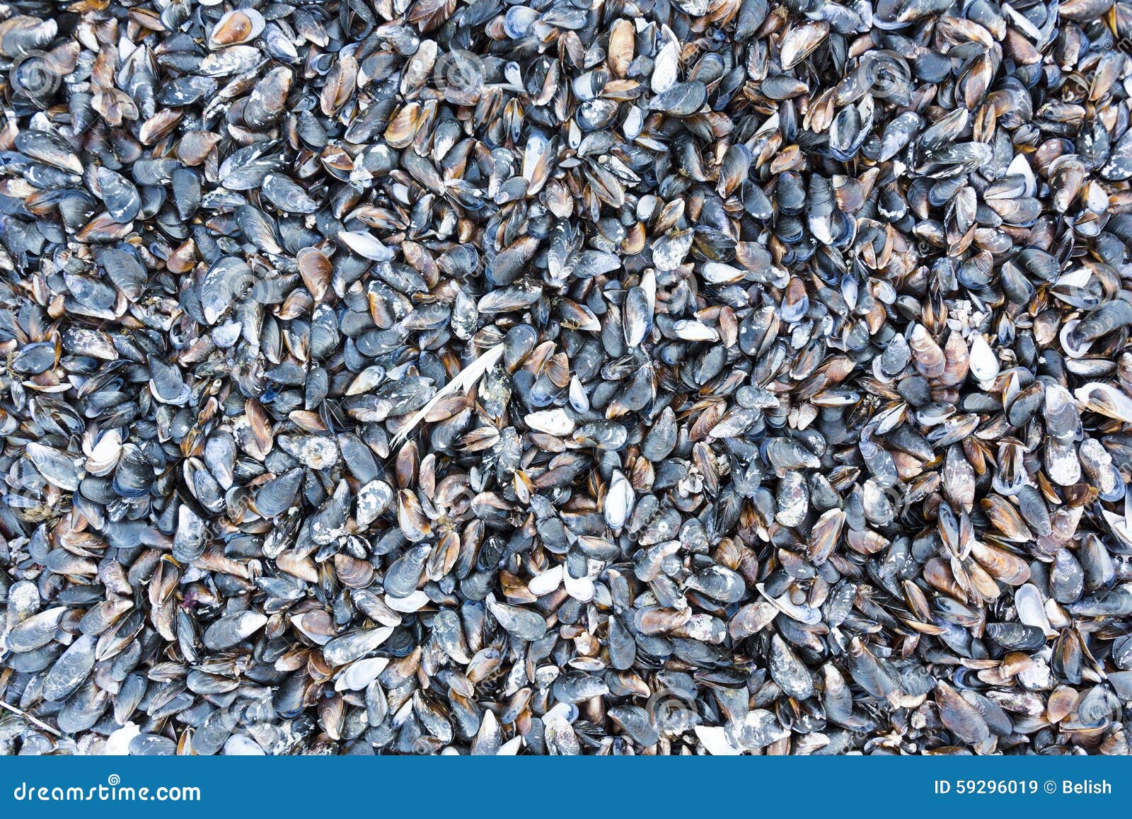 Mussels on the shore stock image. Image of full, ocean - 59296019