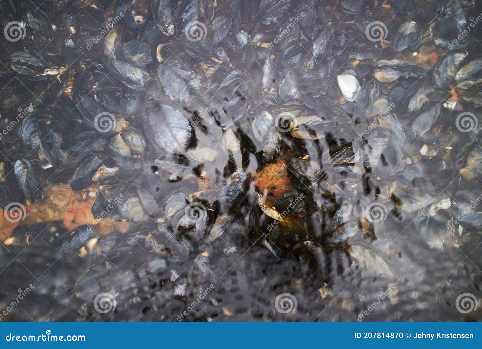 Mussels Underwater in Blue Freshwater Stock Photo - Image of blue, dine ...