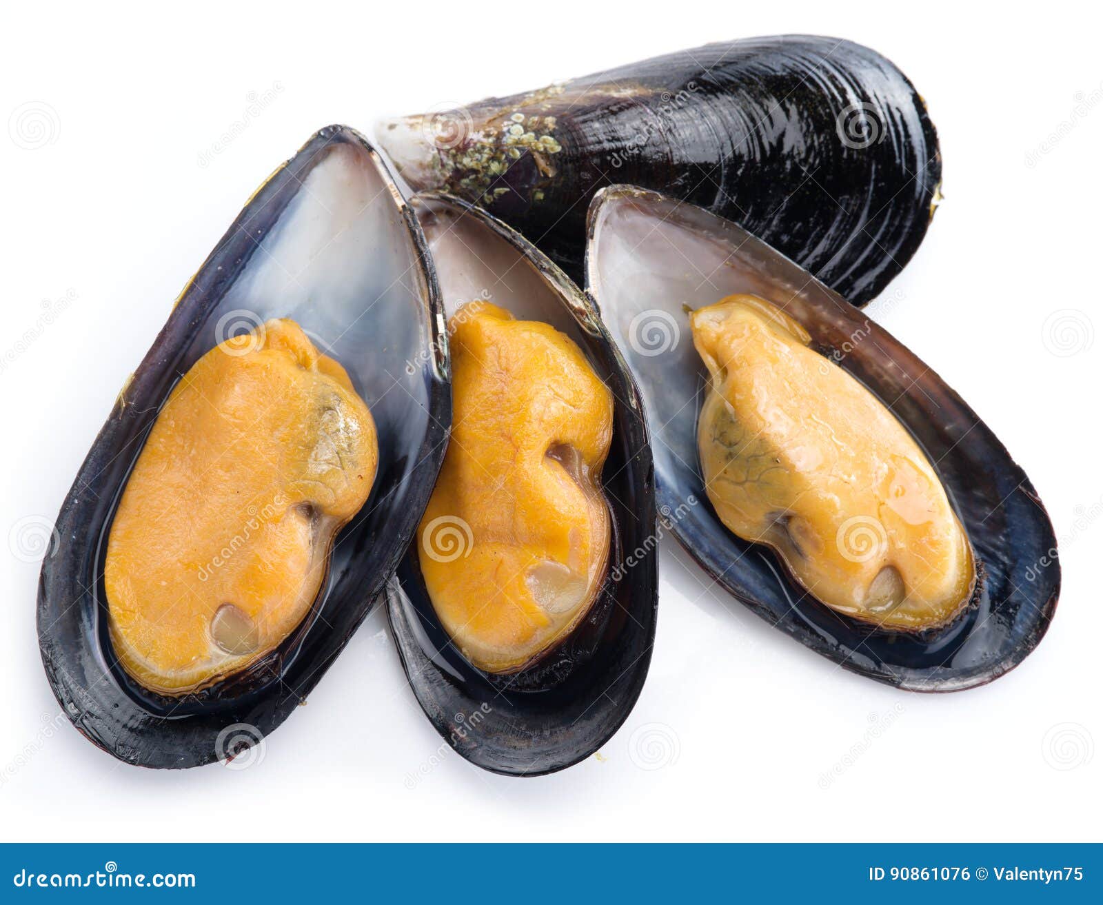 Mussels on a White Background. Stock Photo - Image of background, blue ...