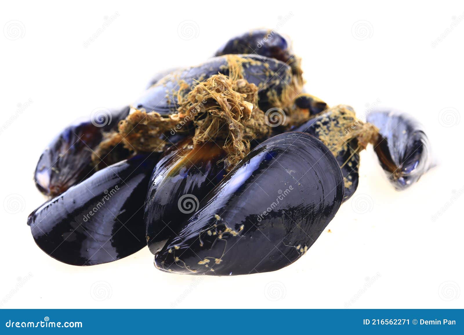 Mussels on a White Background Stock Image - Image of isolated, black ...