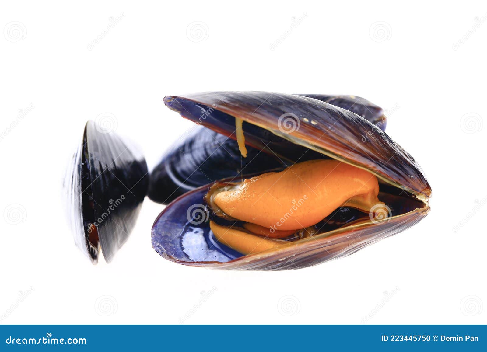 Mussels on a White Background Stock Photo - Image of freshness, protein ...