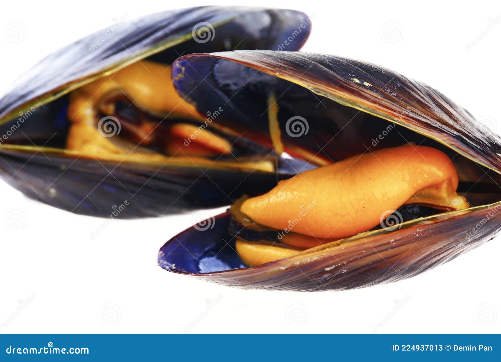 Mussels on a White Background Stock Image - Image of white, mollusk ...