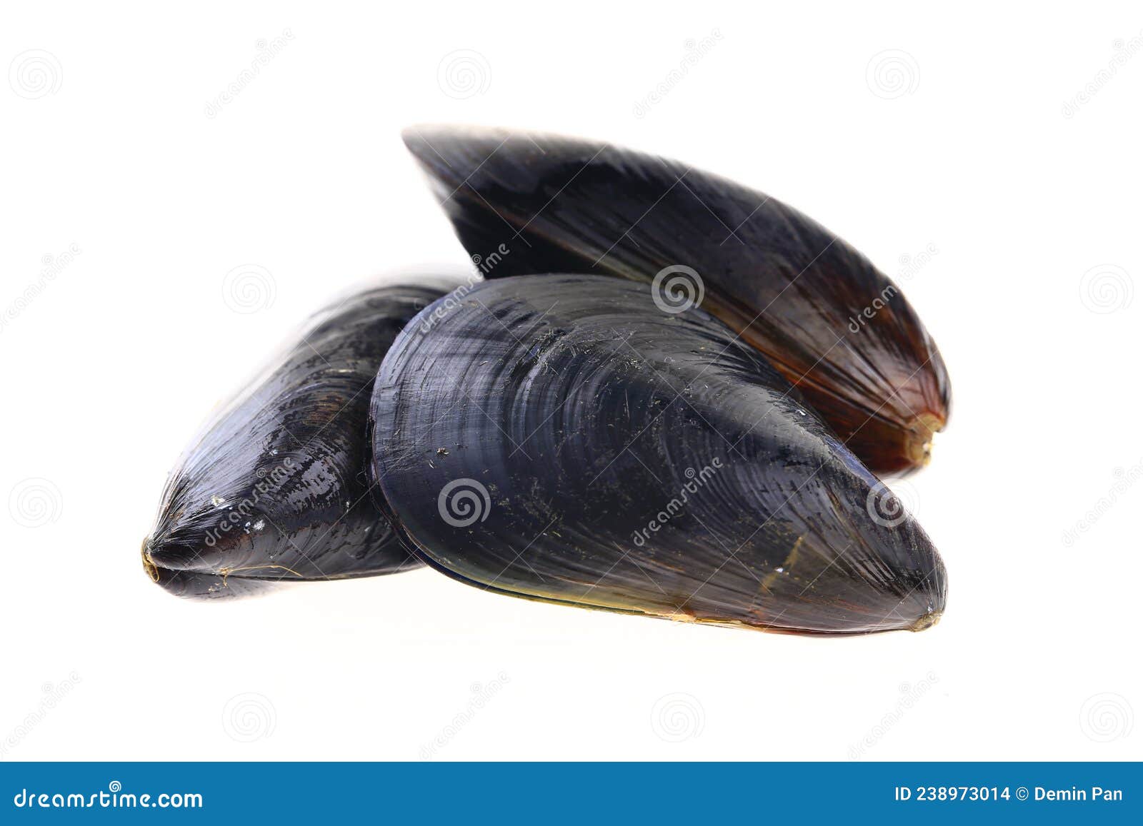 Mussels on a White Background Stock Photo - Image of natural, delicious ...