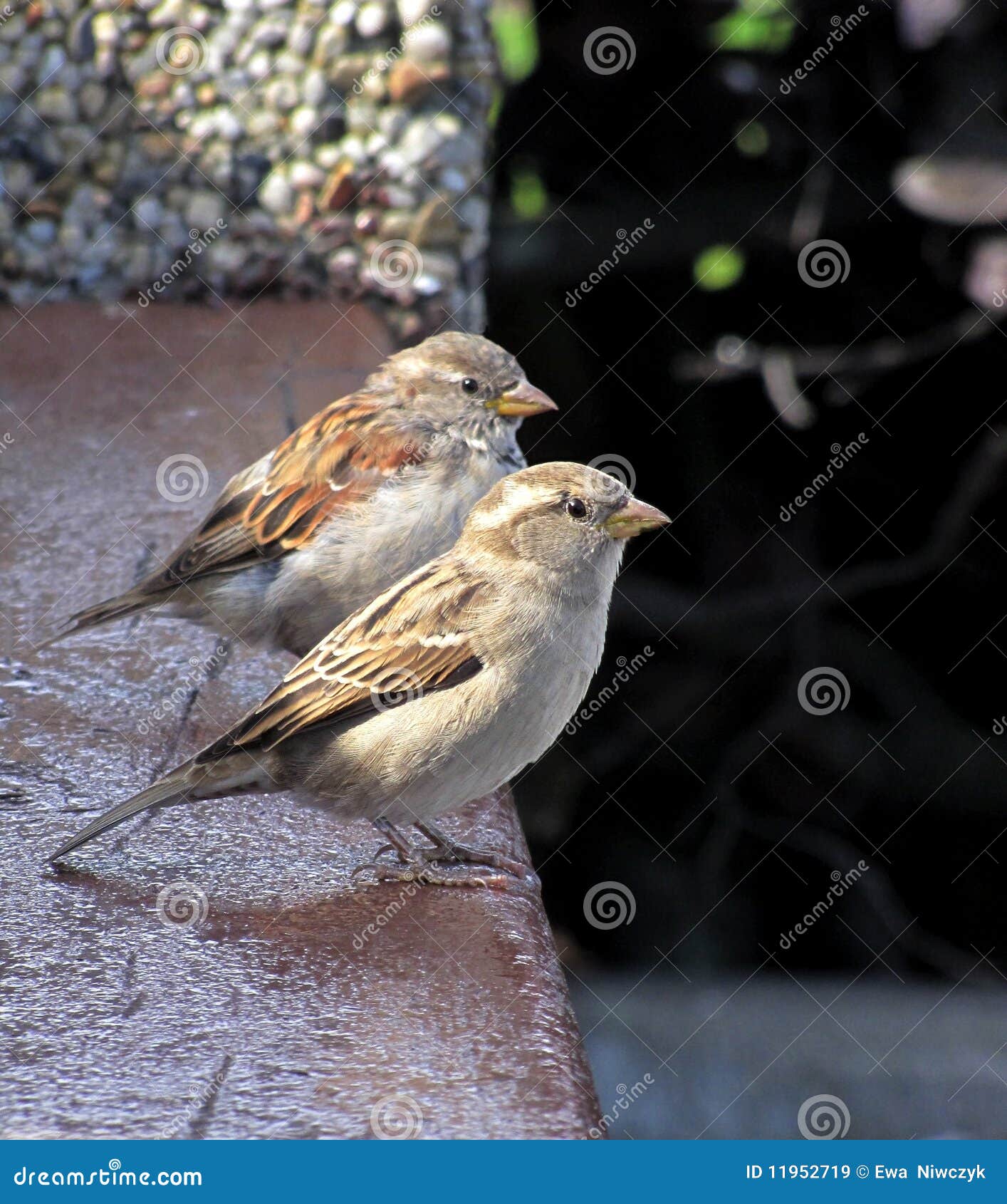 Mussen stock afbeelding. Image of twee, sluit, vogels - 11952719