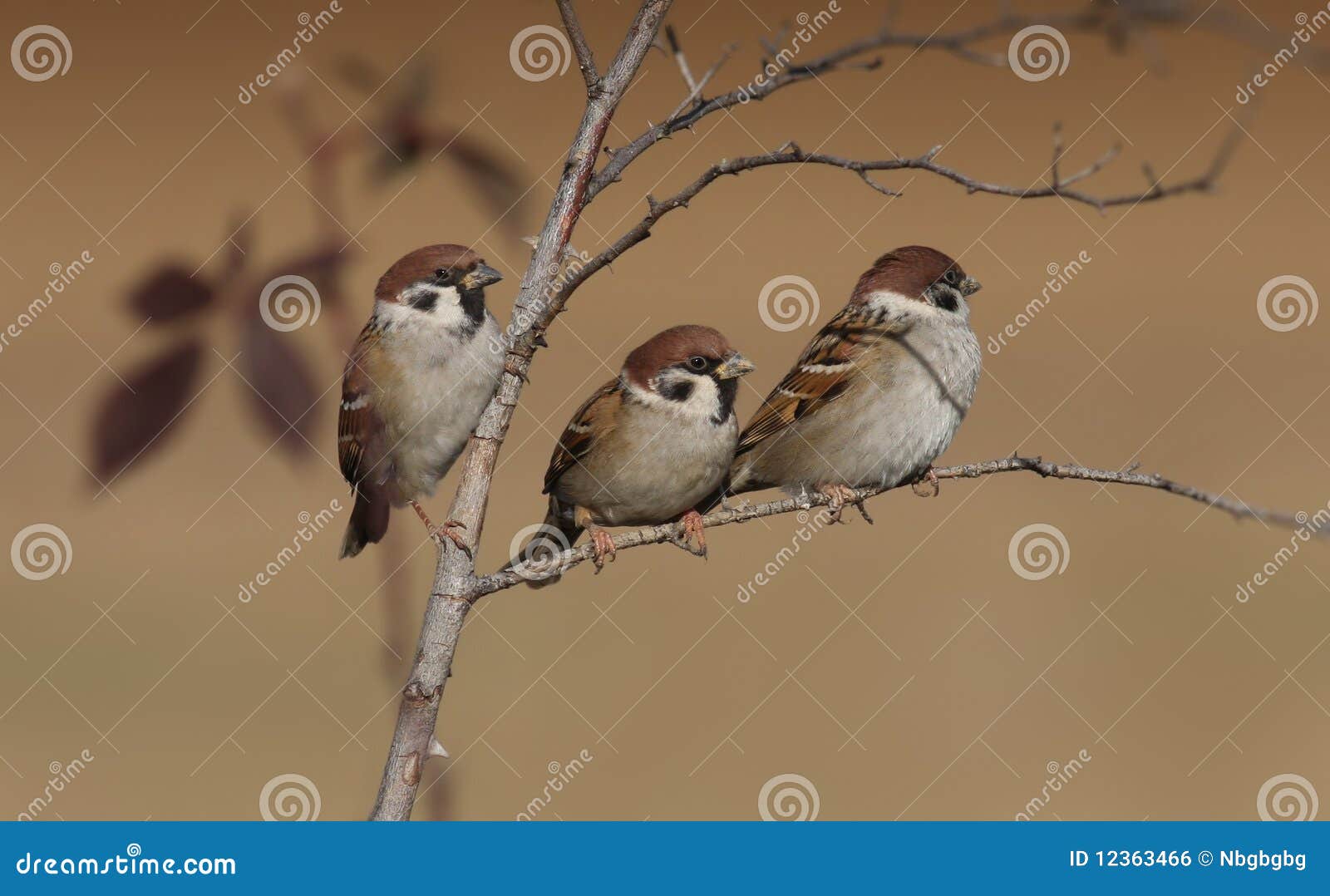 Mussen stock foto. Image of wild, vogel, nave, huis, weinigen - 12363466
