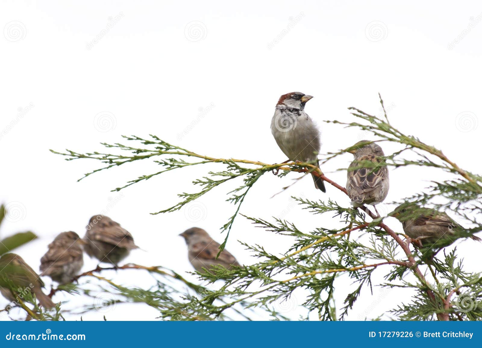 Mussen stock foto. Image of maas, familie, brits, isoleer - 17279226