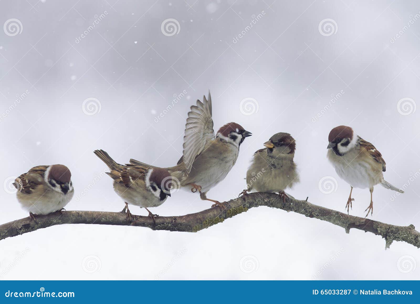 Mussen in De Winter Sneeuwdag Stock Afbeelding - Image of bruin ...