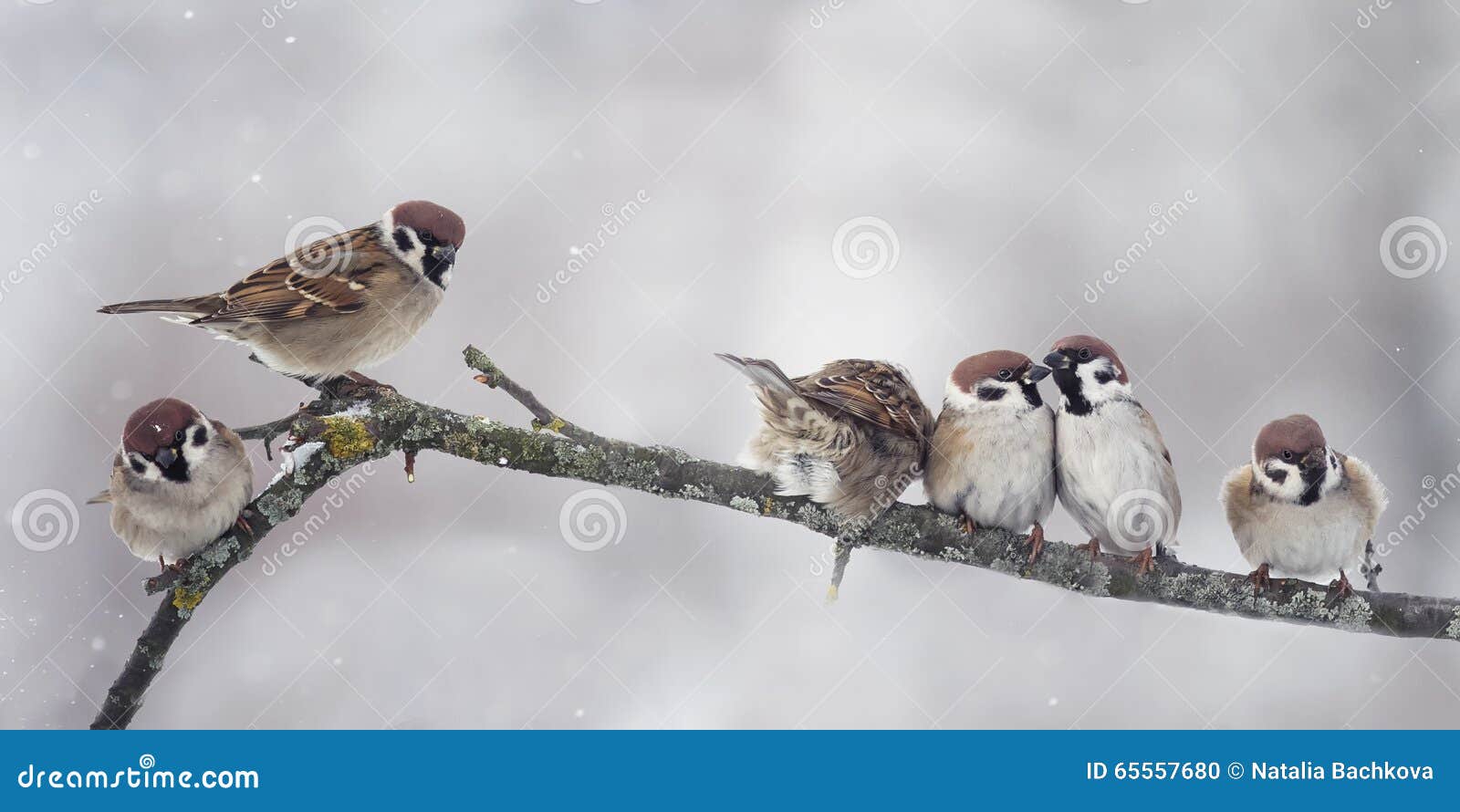 Mussen Op Een Tak in De Winter Stock Foto - Image of geschil, koude: 65557680