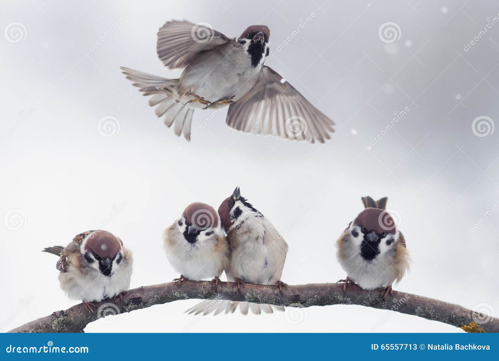 Mussen Op Een Tak in De Winter Stock Afbeelding - Image of bruin, weer: 65557713