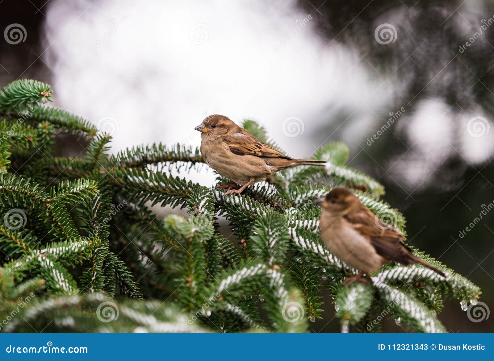 Mussen Op Een Tak Van De Sneeuwboom Stock Afbeelding - Image of dier, ornithologie: 112321343