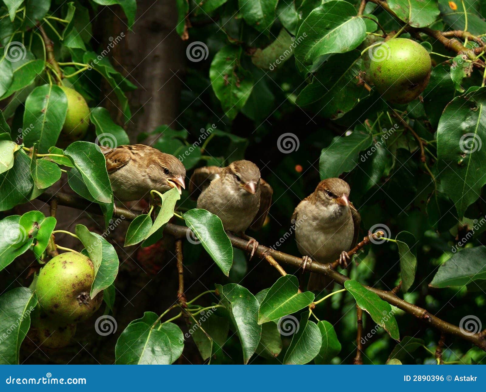 Mussen in peer-boom stock foto. Image of klauw, blauw - 2890396