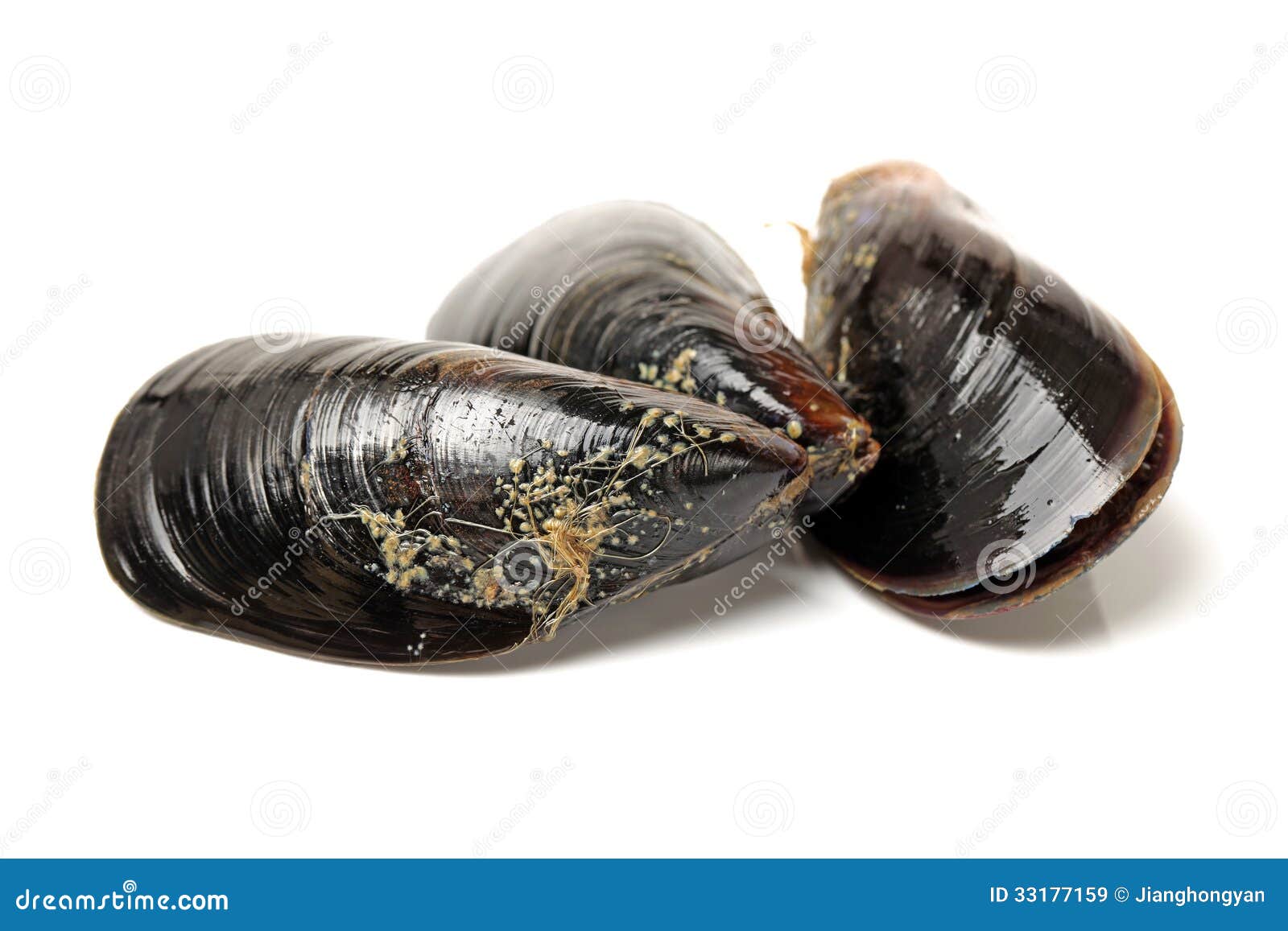 Mussla fotografering för bildbyråer. Bild av makro, friskhet - 33177159