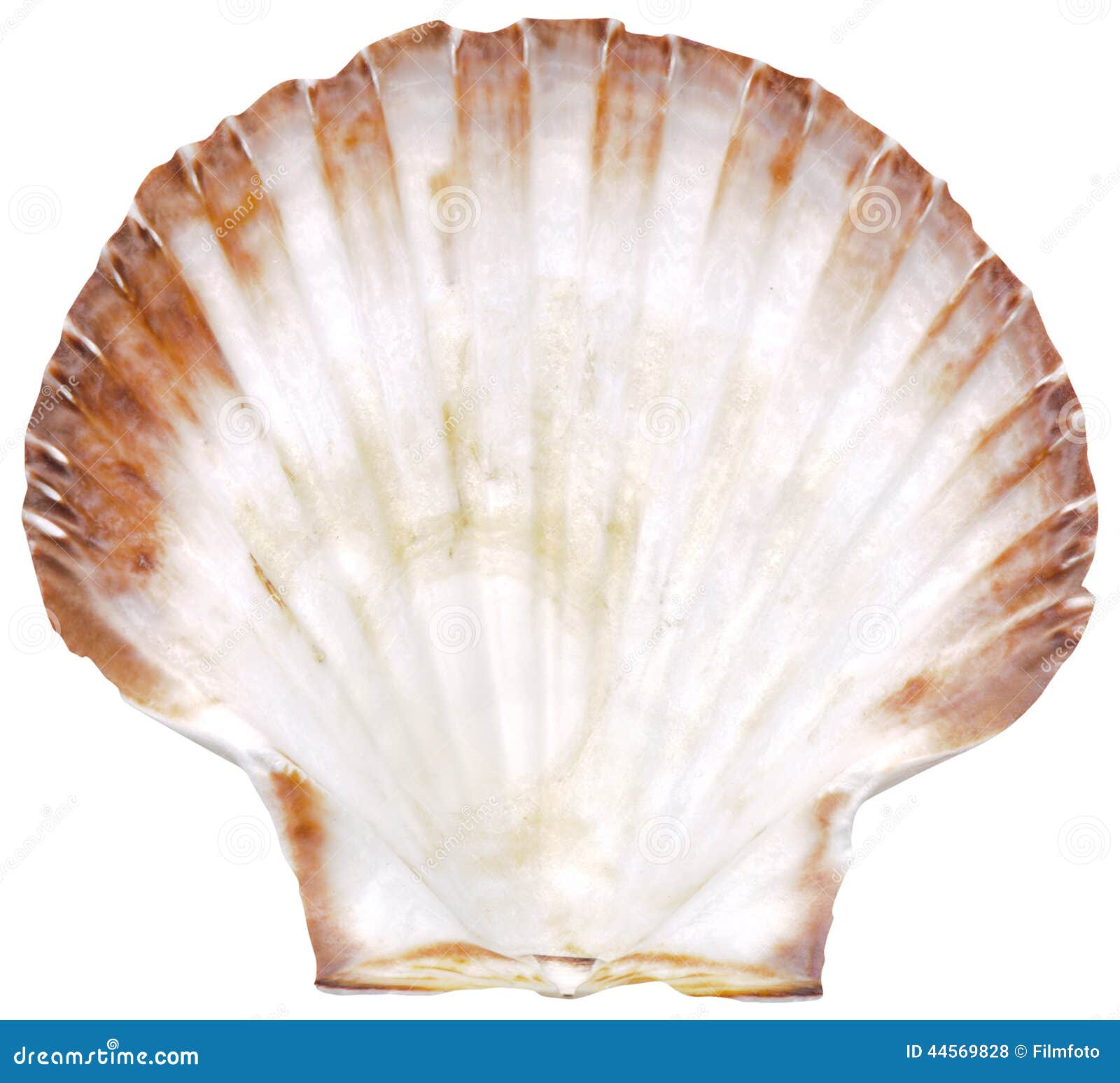 Mussla arkivfoto. Bild av form, element, objekt, vattenlevande - 44569828