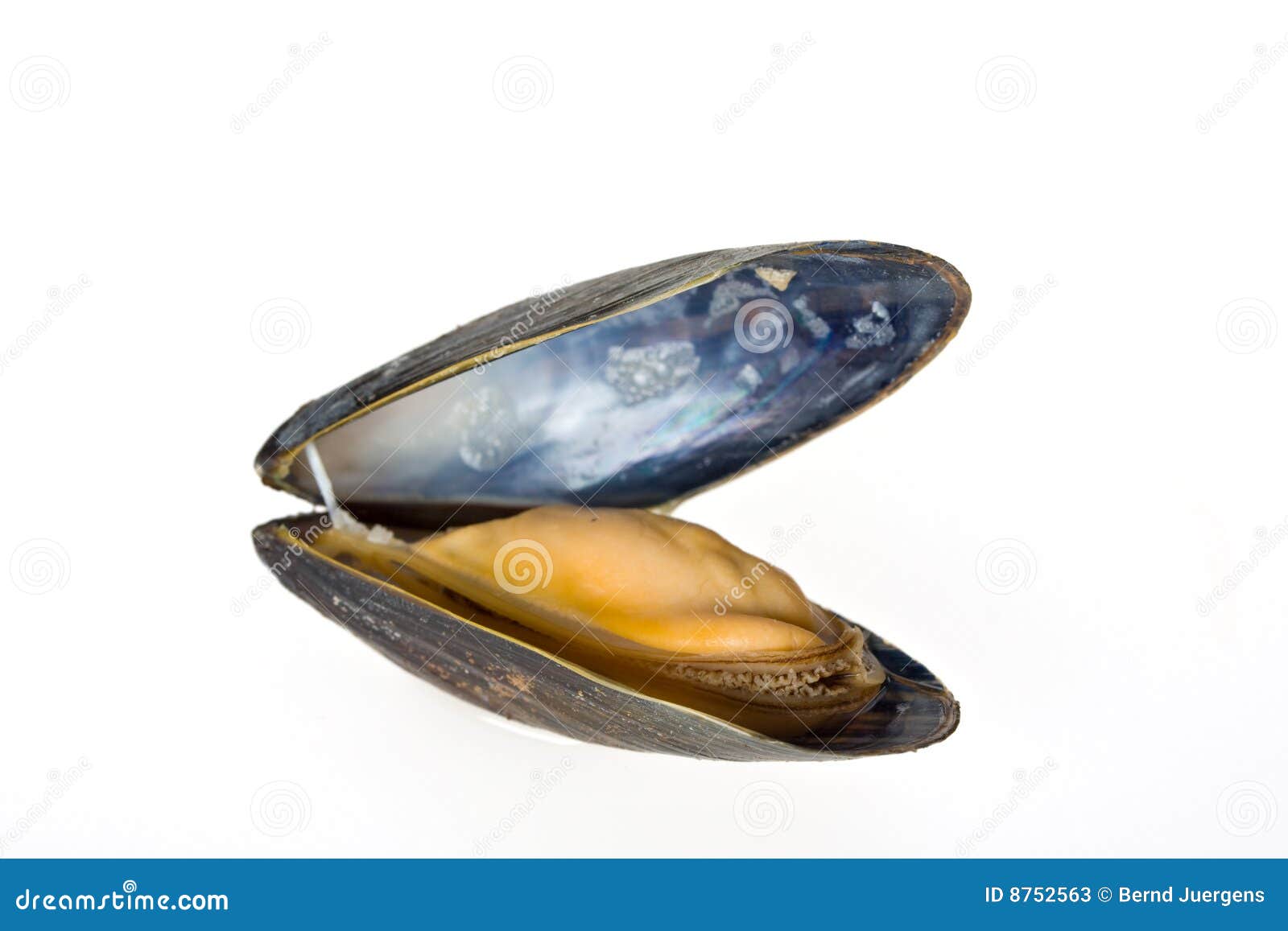 Mussla fotografering för bildbyråer. Bild av vitt, nytt - 8752563