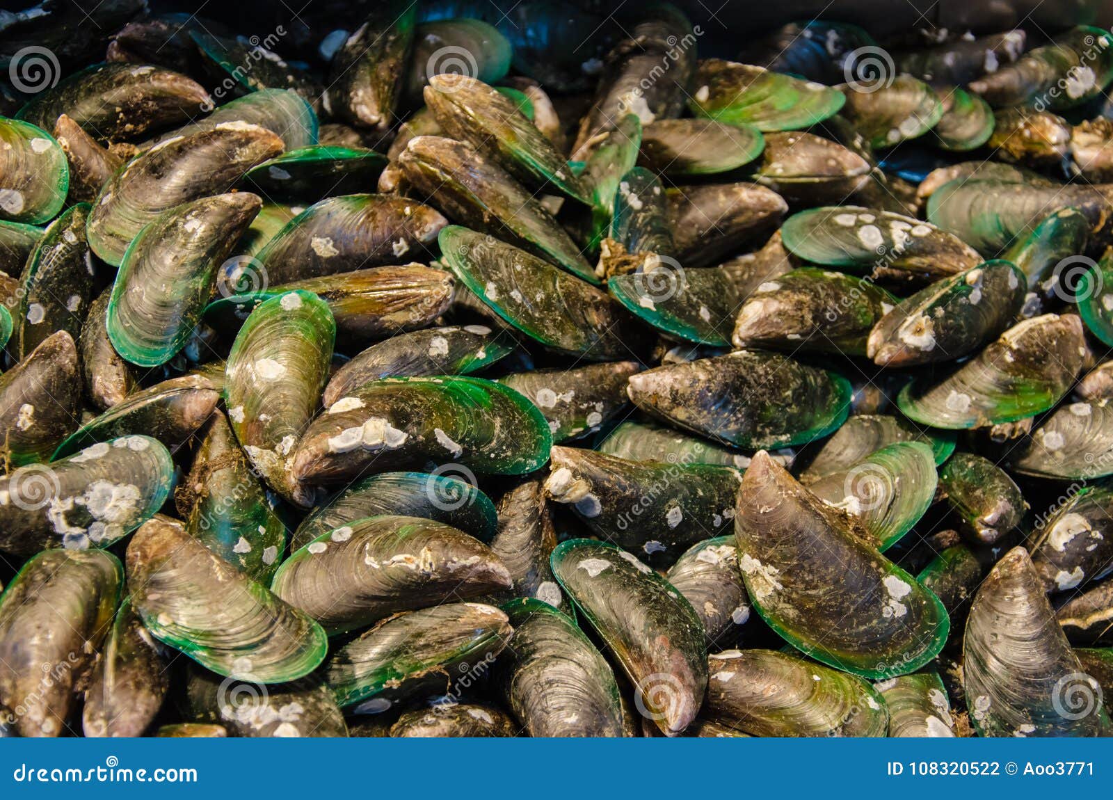 Mussla Shell arkivfoto. Bild av bakgrund, europa, balsam - 108320522