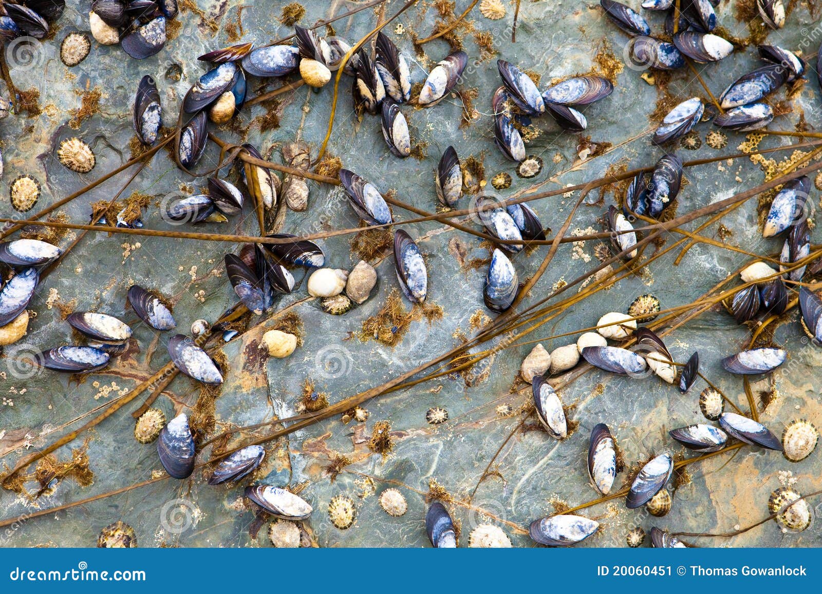 Mussles and barnacles stock image. Image of life, tidal - 20060451
