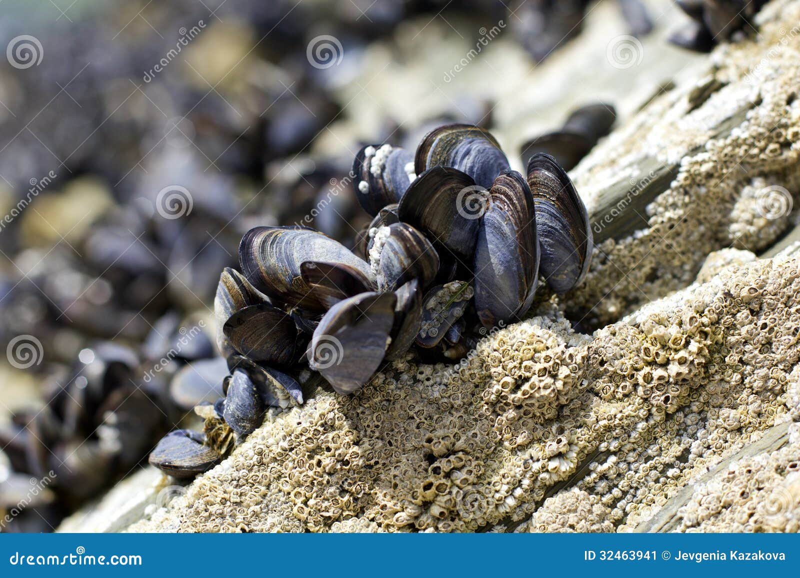 Mussles stock image. Image of stone, close, catch, mussle - 32463941