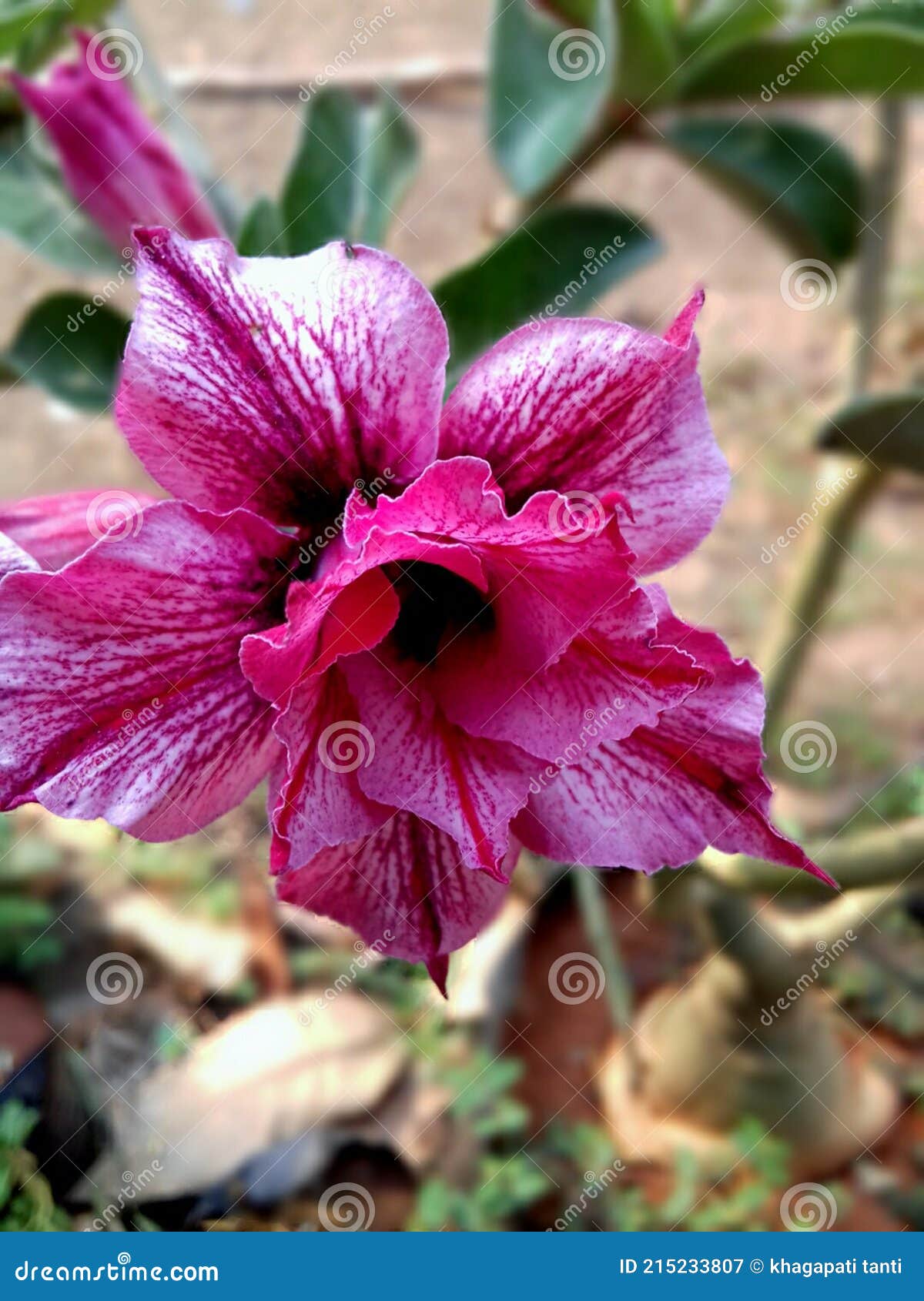 Must Beautiful Red Pink Flowers Stock Image - Image of flowers ...