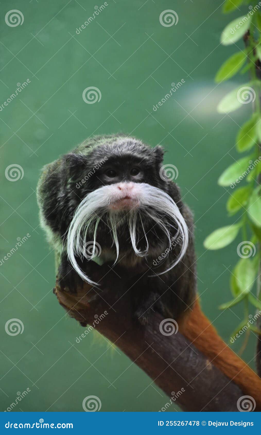 Mustache on a Cute Tamarin Monkey on a Branch Stock Photo - Image of ...