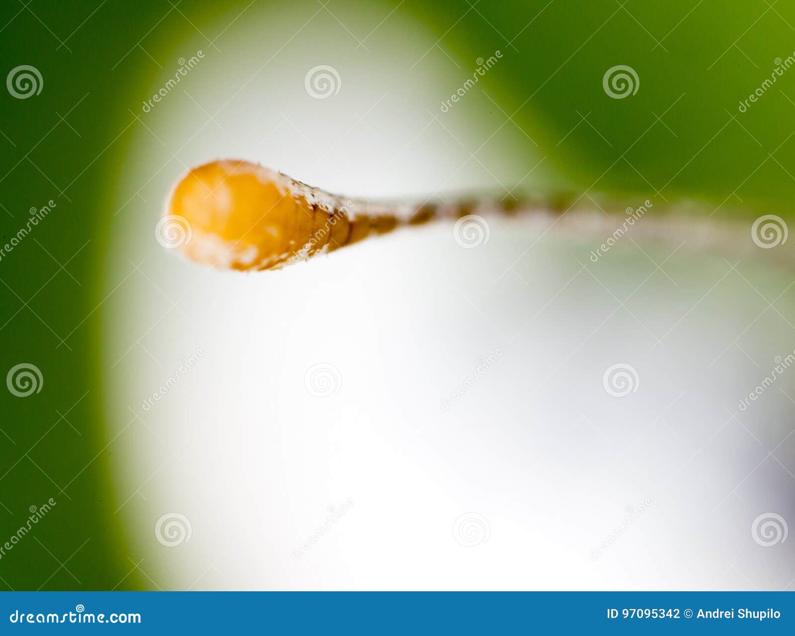 Mustache on the Head of a Butterfly on Nature Stock Photo - Image of ...
