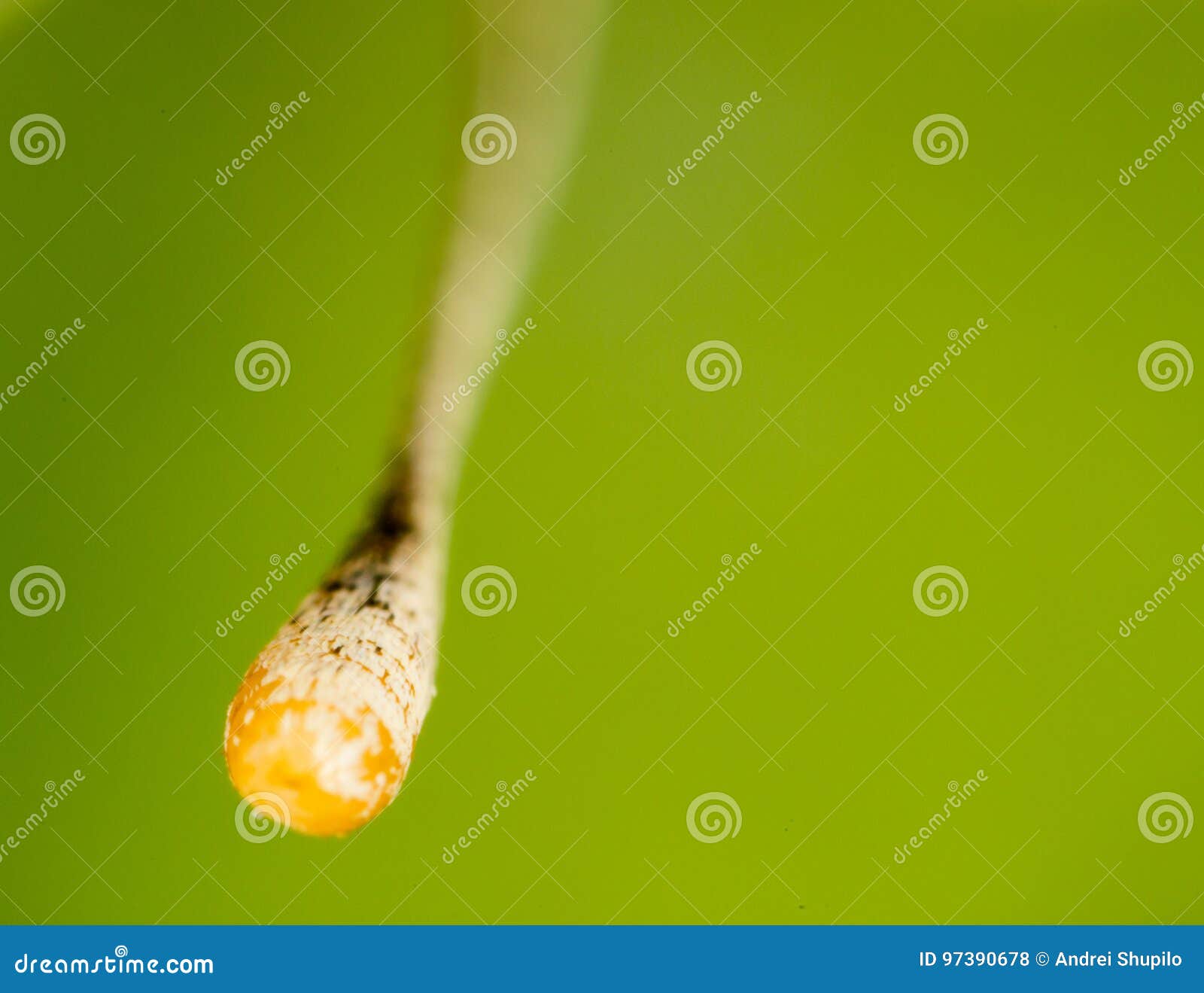 Mustache on the Head of a Butterfly on Nature Stock Photo - Image of ...