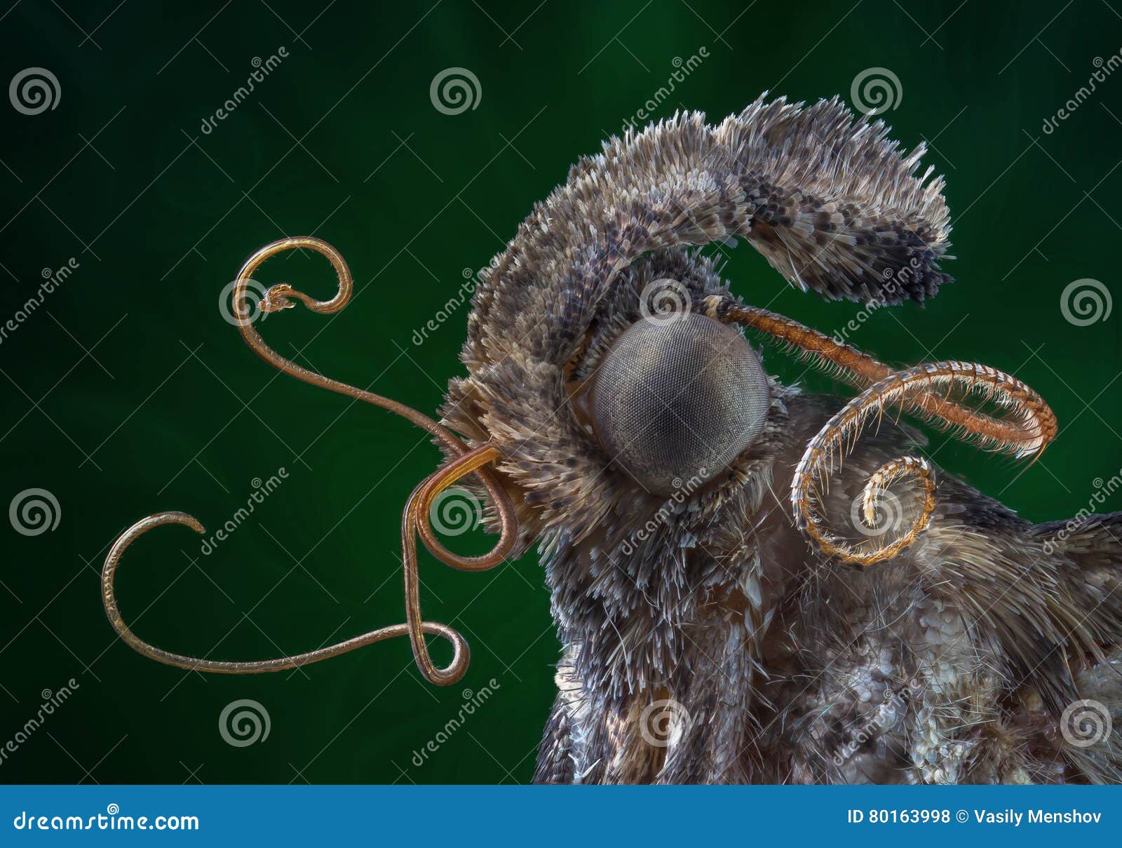 Mustache moth portrait stock photo. Image of insect, dominican - 80163998