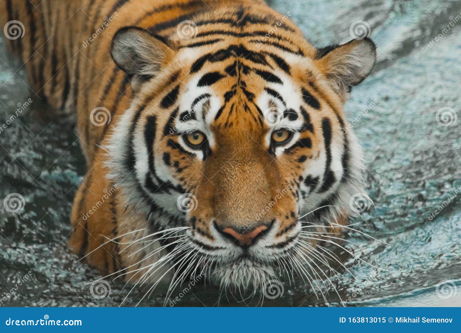 Mustachioed Muzzle in the Water, a Serious Look. Young Tiger with ...