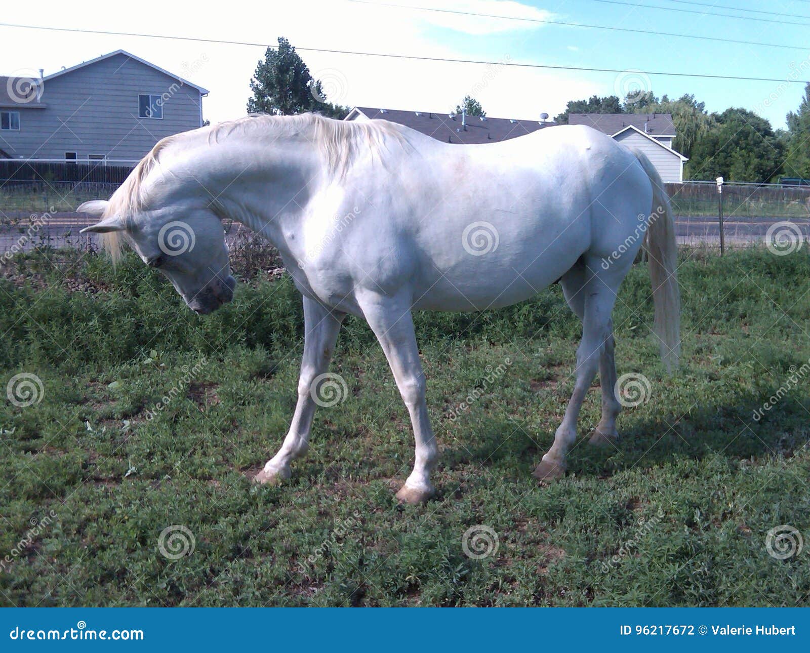 Mustang stock photo. Image of white, horse, mustang, farm - 96217672