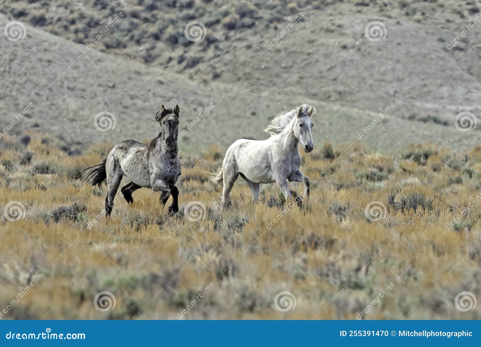 Mustang Pair Running in the Colorado High Desert Stock Photo - Image of ...
