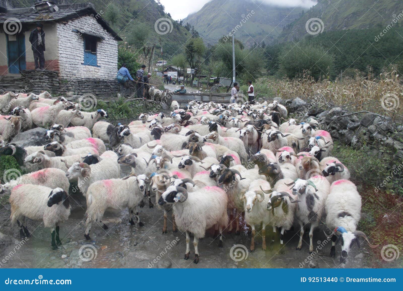 Chyangra Stock Photos - Free & Royalty-Free Stock Photos from Dreamstime