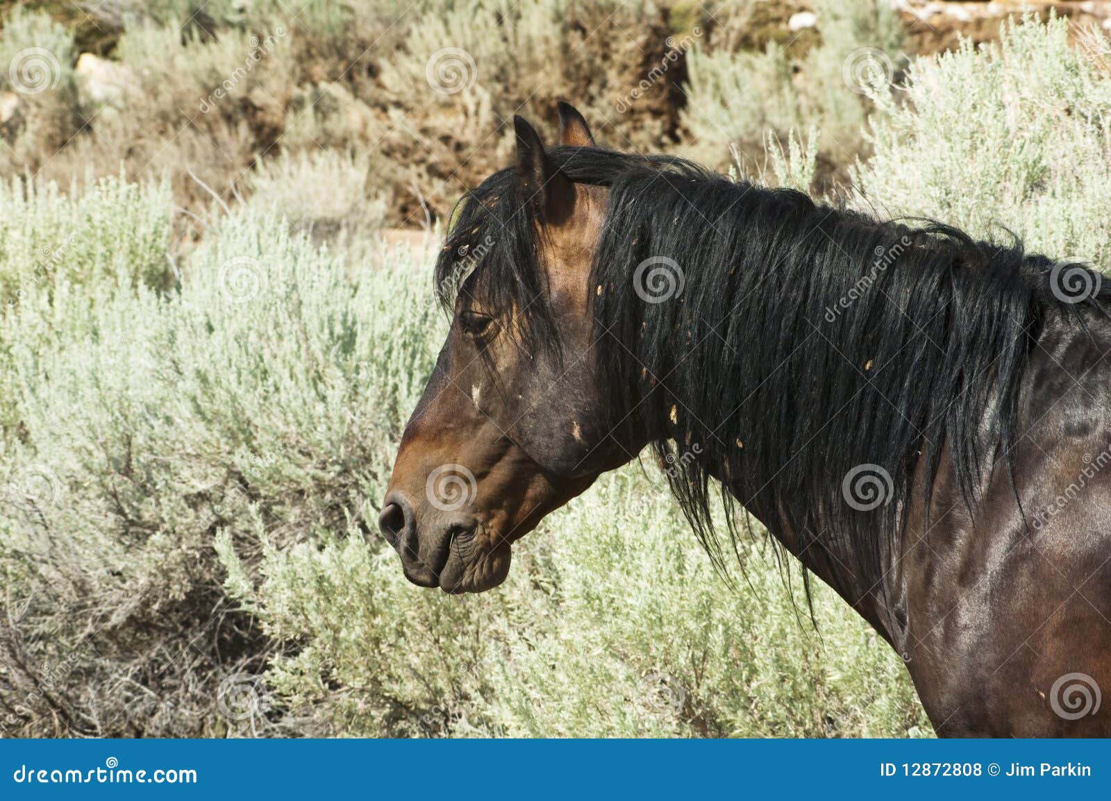 Mustang Stallion stock photo. Image of outdoors, prairie - 12872808