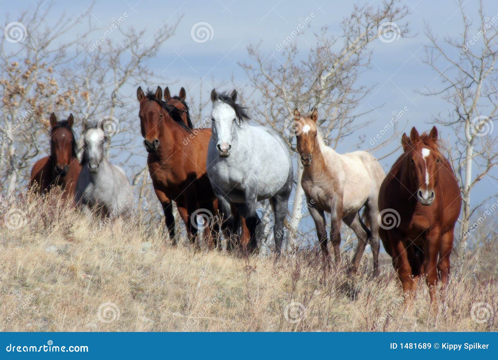 Mustangs du Montana image stock. Image du menacez, équin - 1481689