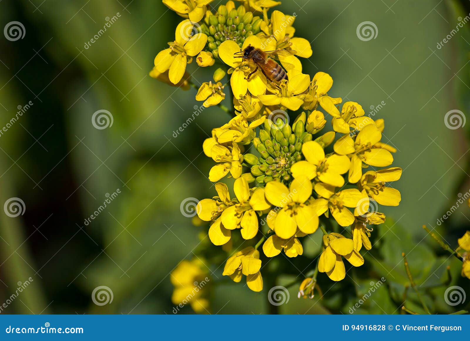Mustard Bee stock photo. Image of flower, farm, willamette - 94916828