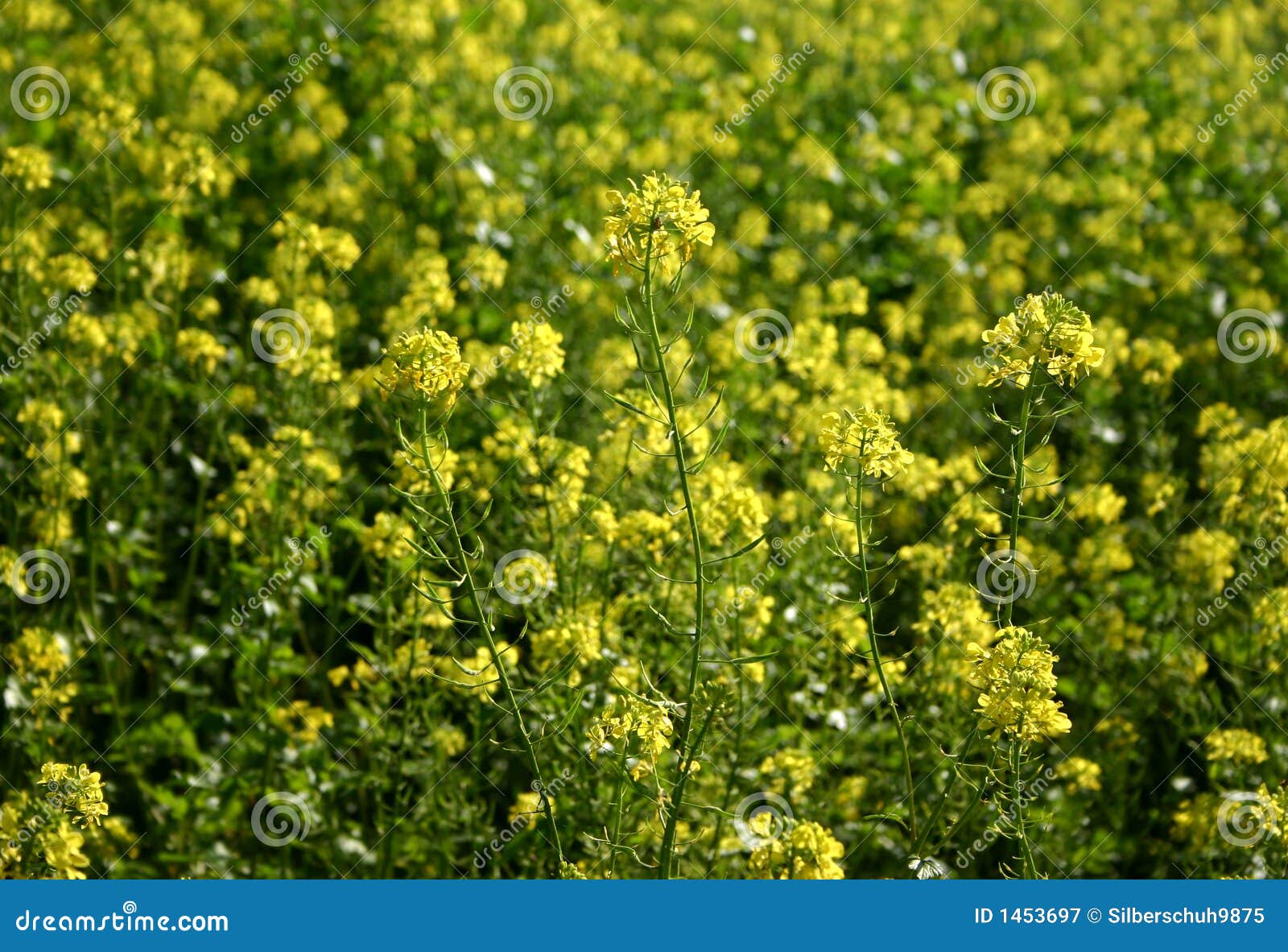Mustard in bloom stock image. Image of farmland, agricultural - 1453697
