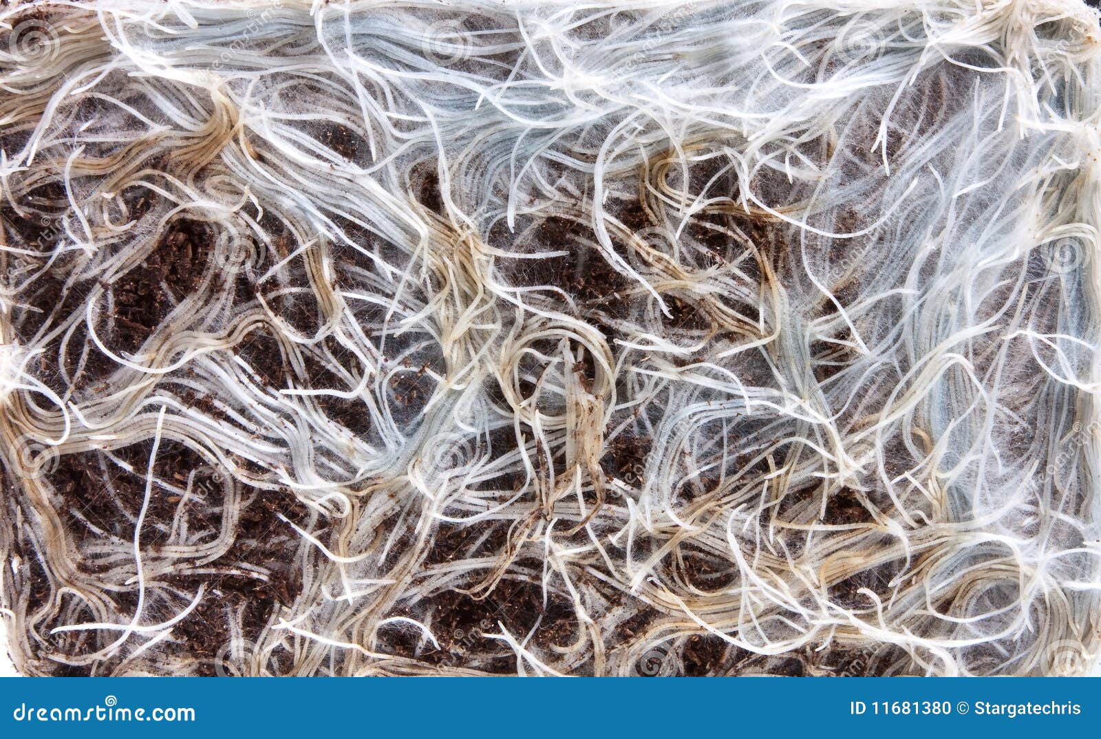 Mustard Cress stock photo. Image of healthy, plant, roots - 11681380