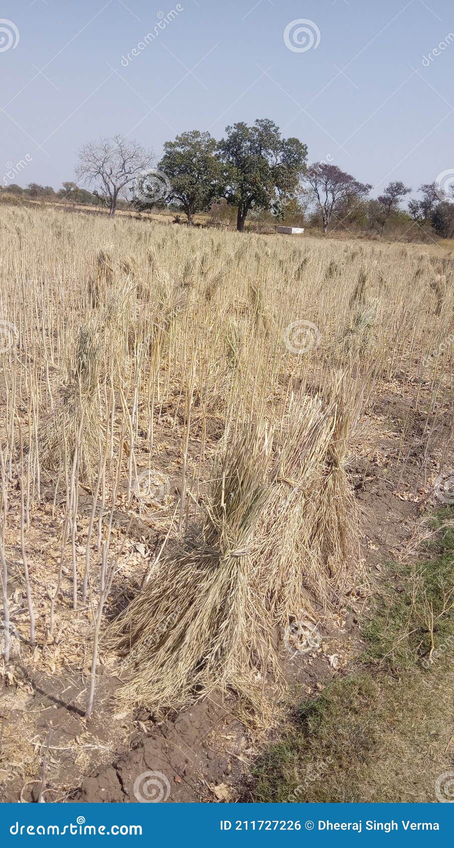 Mustard Crop after Completion Stock Photo - Image of lawn, prairie ...