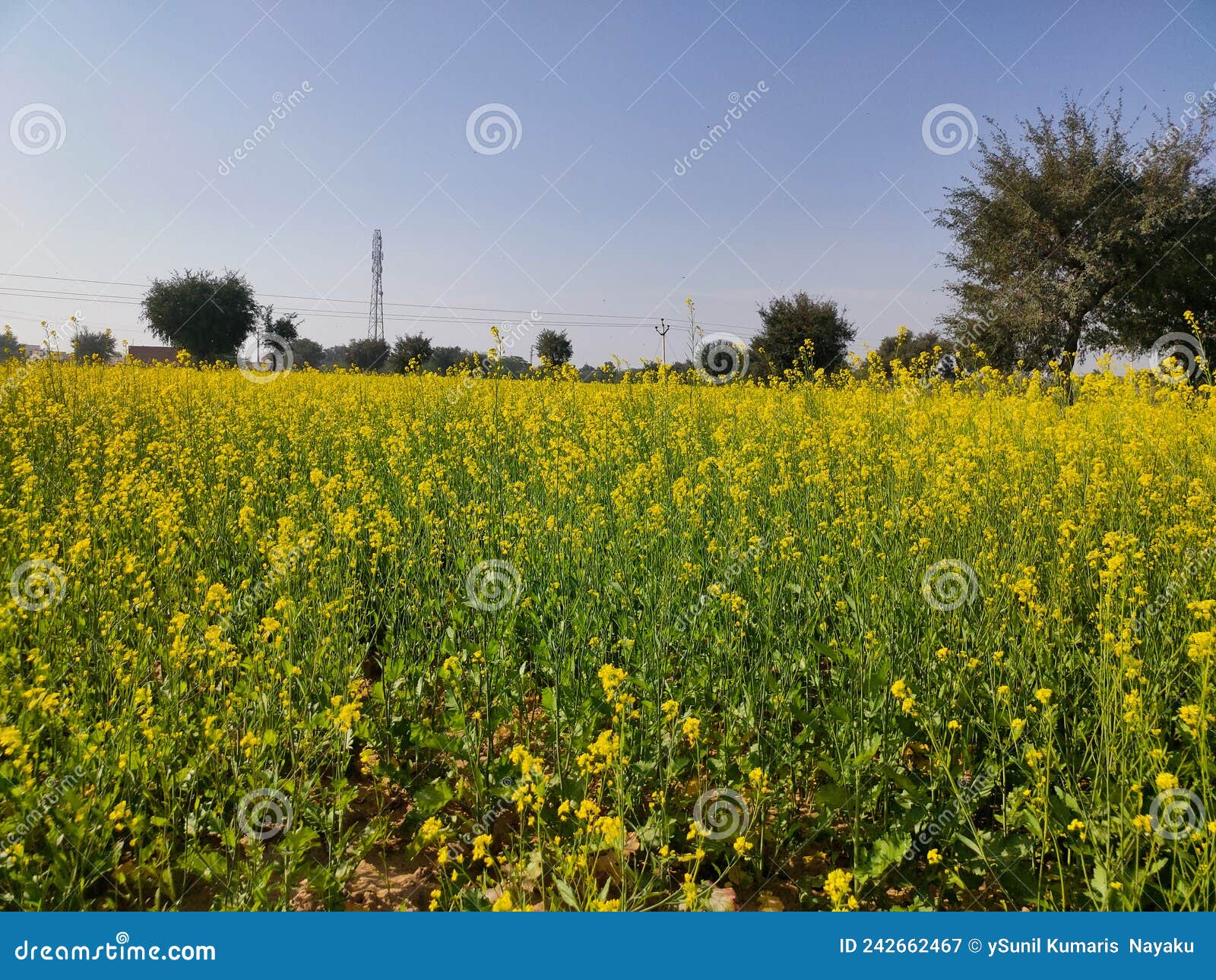 Mustard Farm in India Yellow Flowers Stock Image - Image of india, herb ...
