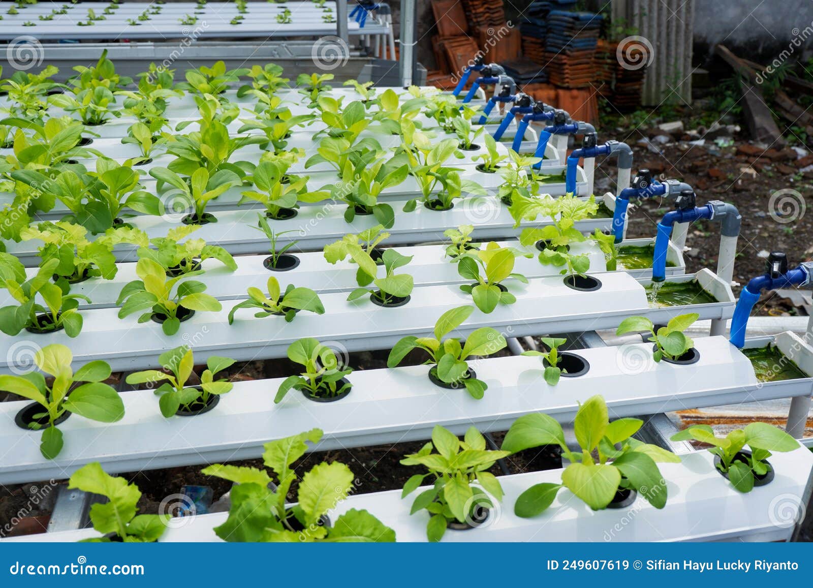 Mustard farming stock image. Image of agricultural, farming - 249607619