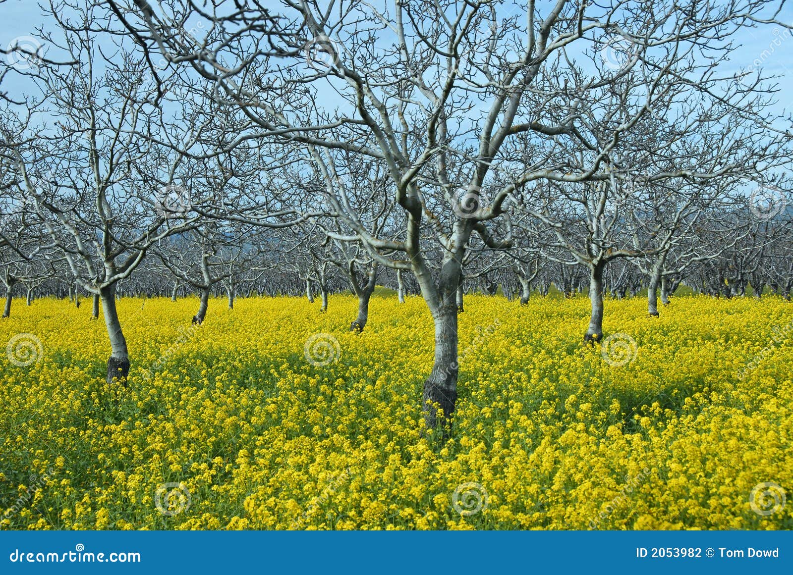 Mustard Field stock photo. Image of tree, spring, farm - 2053982