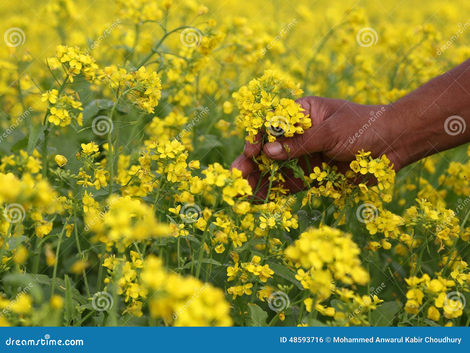 Mustard field stock photo. Image of nature, spring, color - 48593716