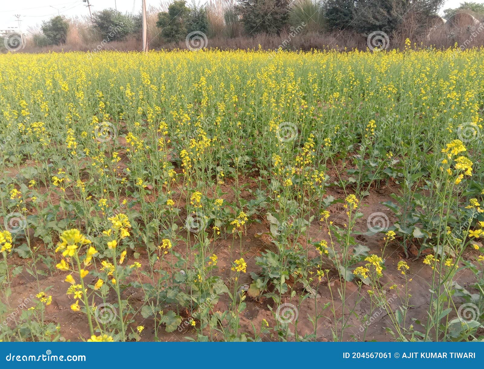 Mustard field image stock image. Image of field, mustardflawer - 204567061