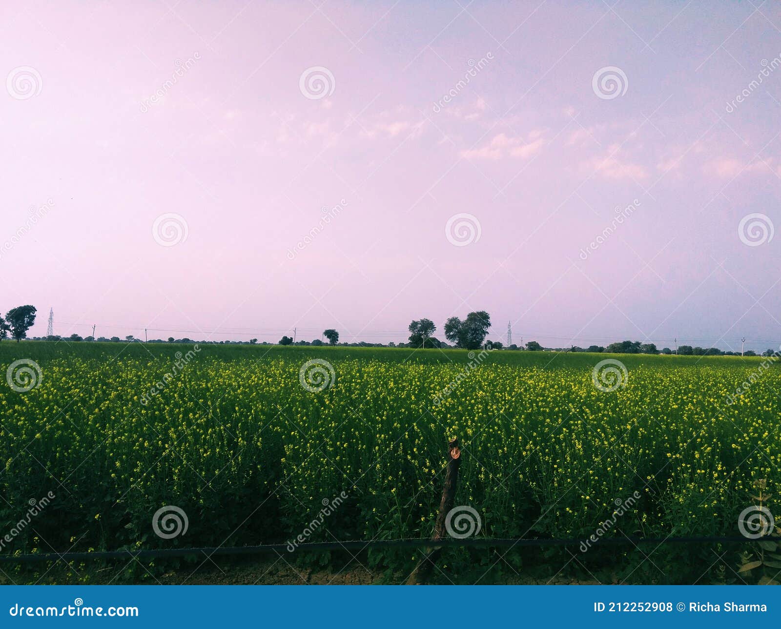 Mustard field in India stock photo. Image of flower - 212252908